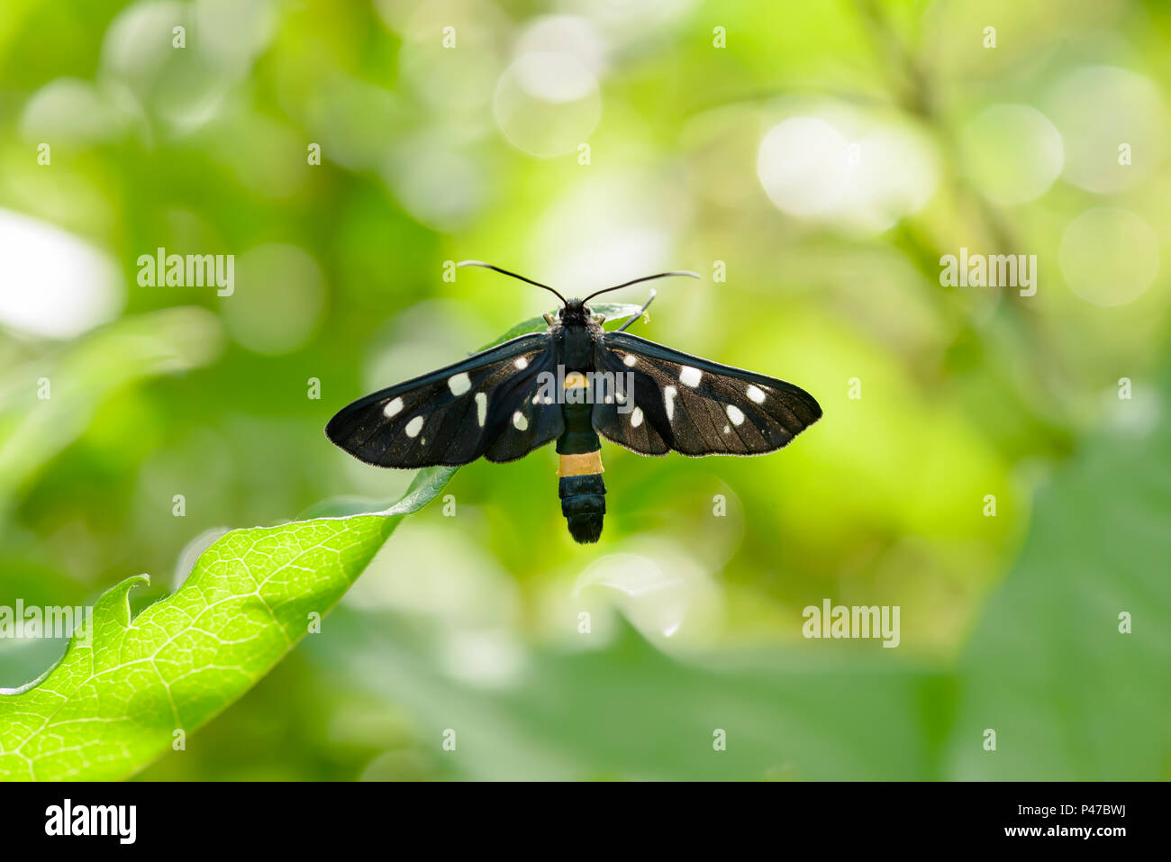 Nine spotted moth or yellow belted burnet - Amata phegea is a moth in ...