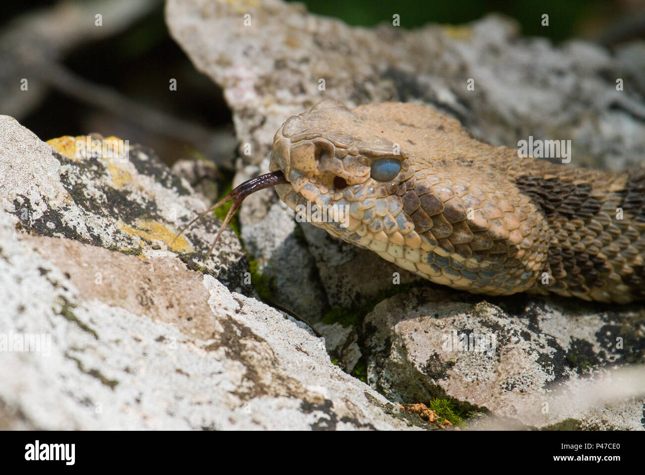 A canebrake rattlesnake just before molting Stock Photo - Alamy