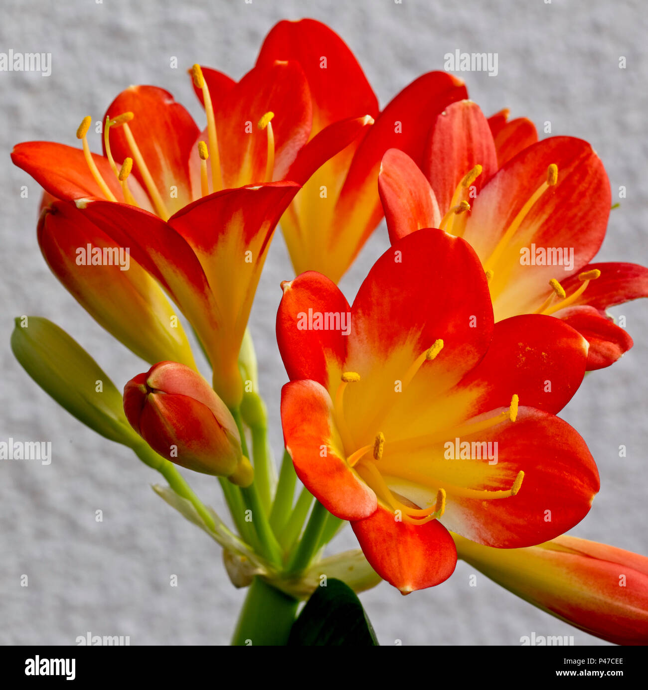 Kaffir people hi-res stock photography and images - Alamy