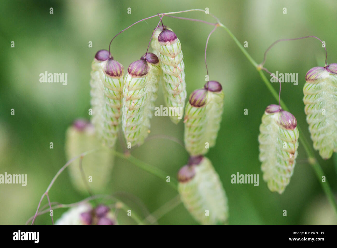 greater quaking grass (Briza maxima Stock Photo - Alamy