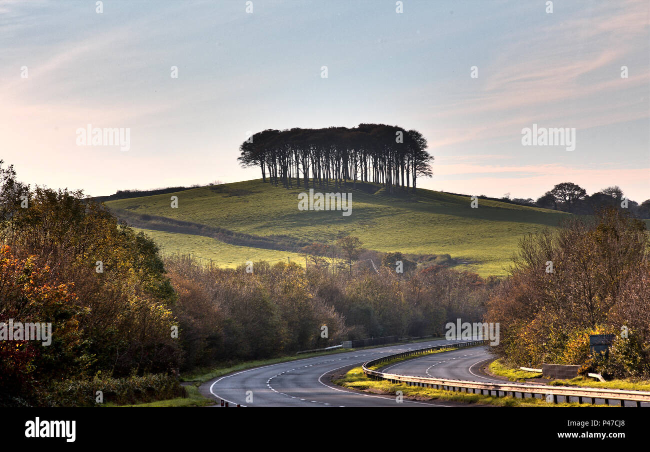 A stand of trees on a hilltop beside the A30 in Devon, England, UK ...