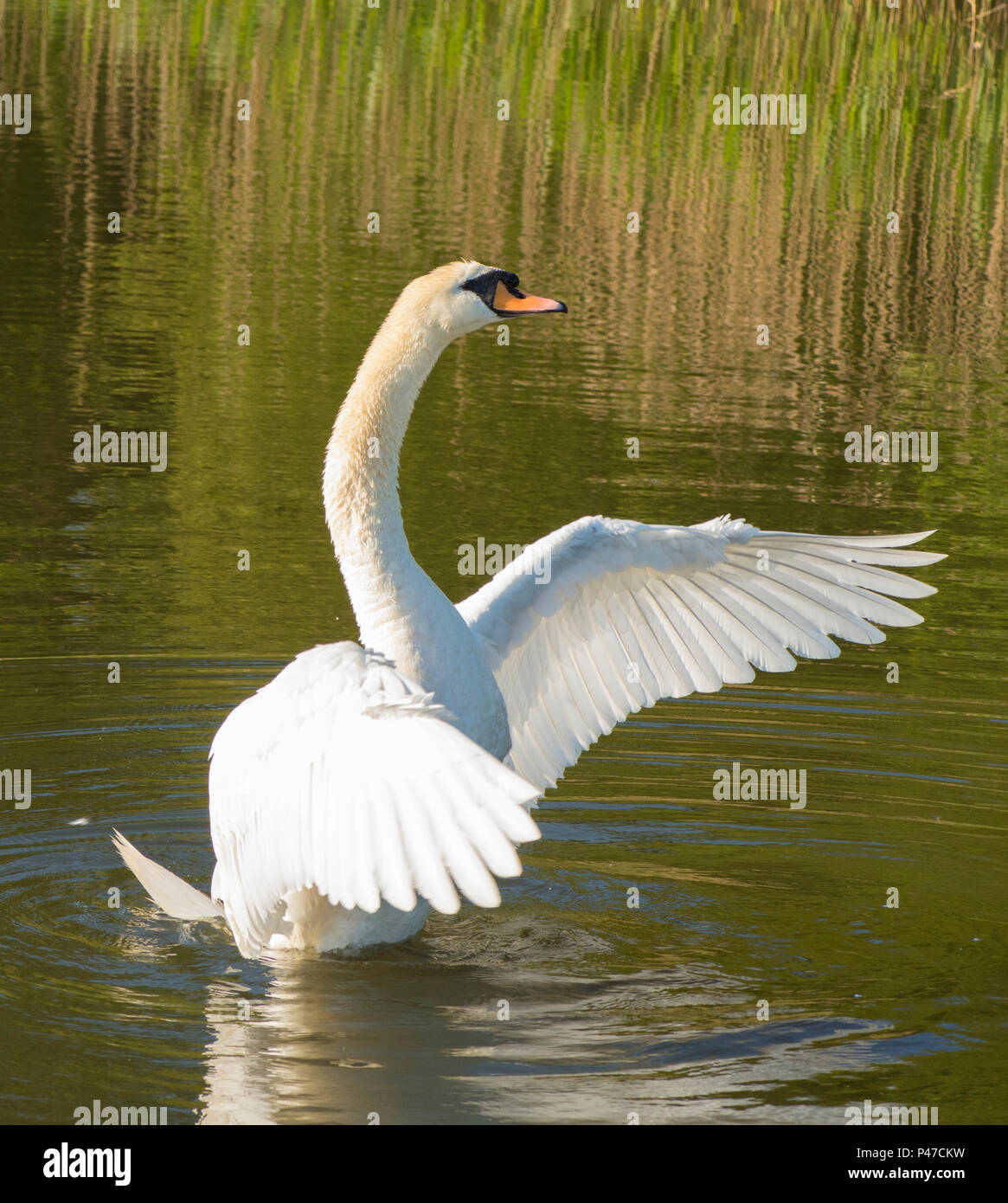 Swan flapping wings hi-res stock photography and images - Alamy