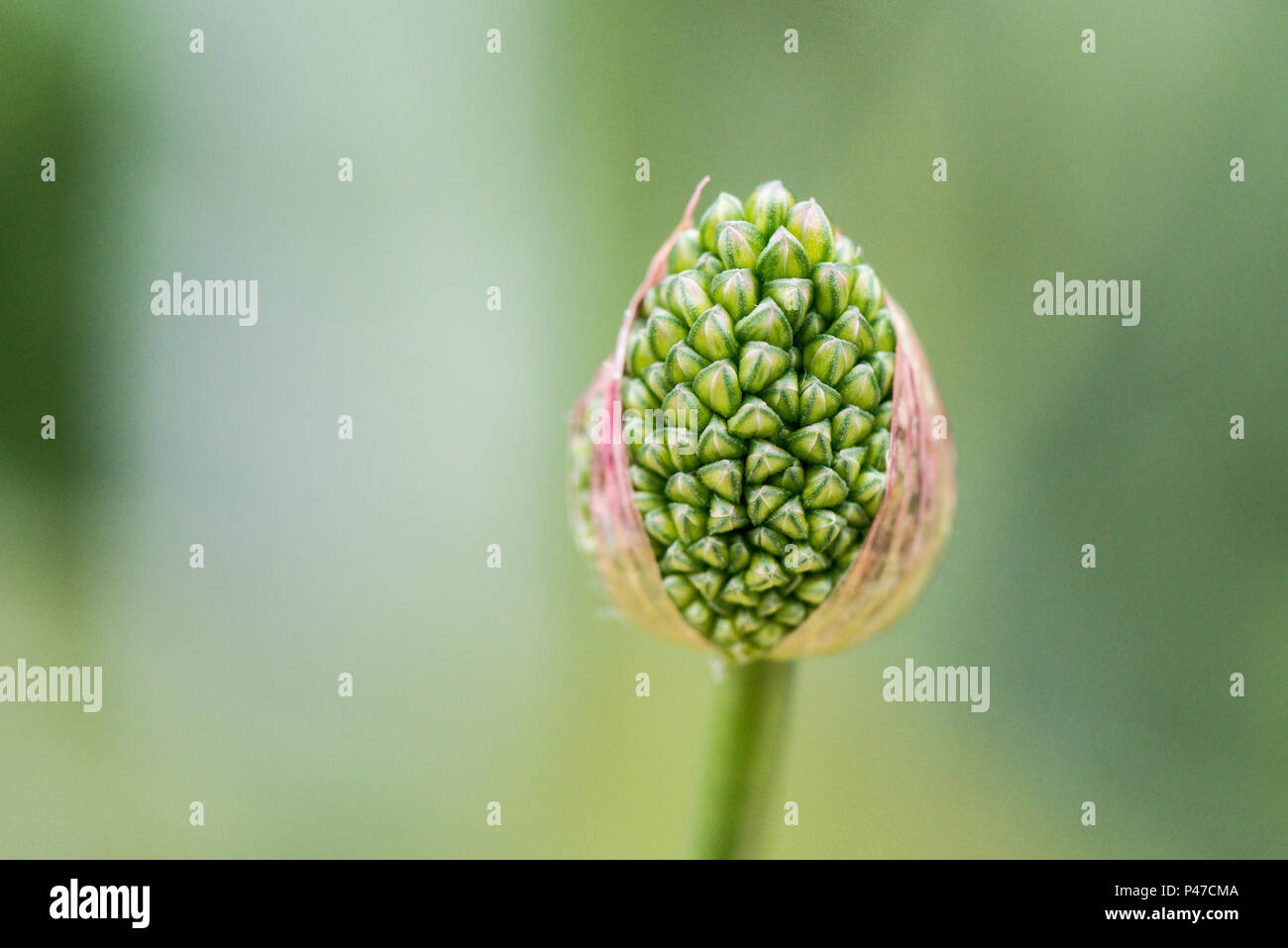 Plants potential bloom hi-res stock photography and images - Alamy