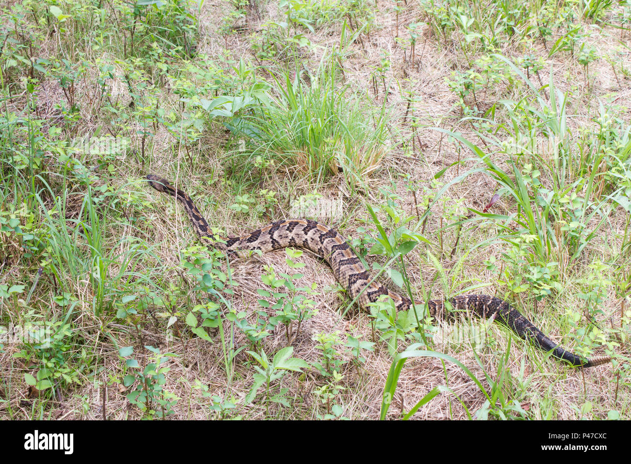 Canebrake rattlesnake hi-res stock photography and images - Alamy