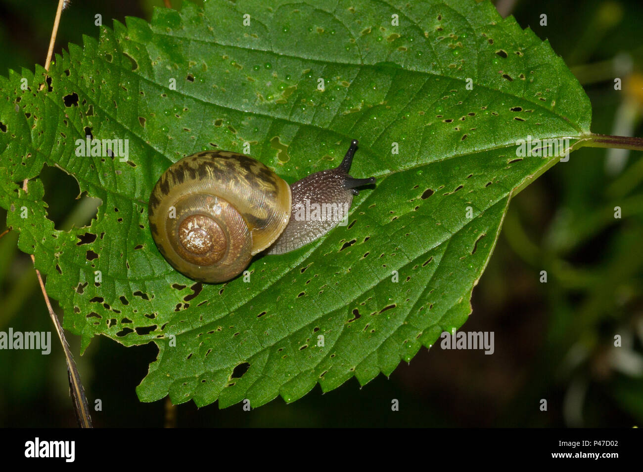 Snail usa gastropod hi-res stock photography and images - Alamy