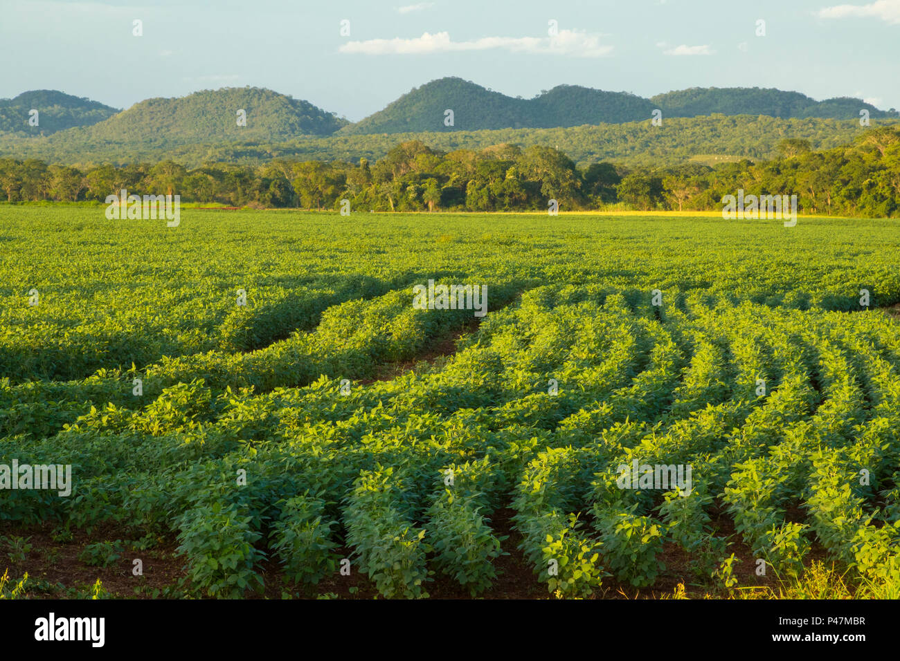 Lavoura de soja em área de Cerrado. Bonito / Mato Grosso do Sul, Brasil ...