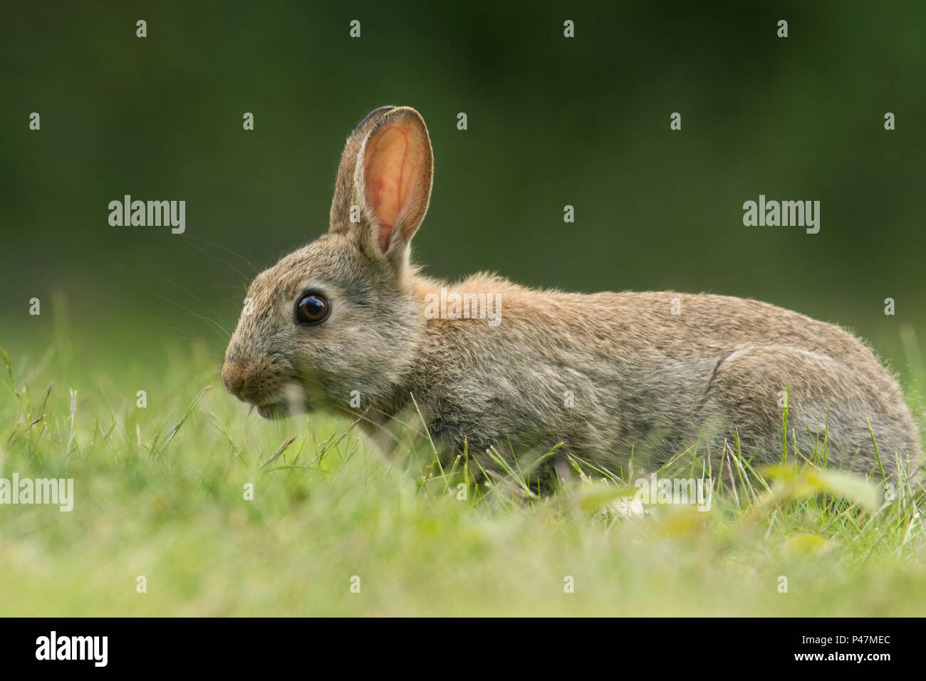 Rabbit profile hi-res stock photography and images - Alamy