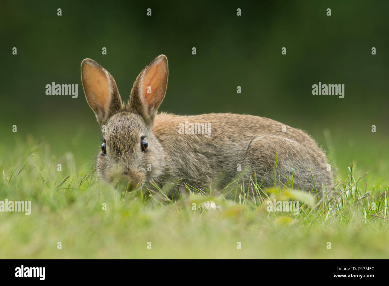 Rabbit side profile hi-res stock photography and images - Alamy
