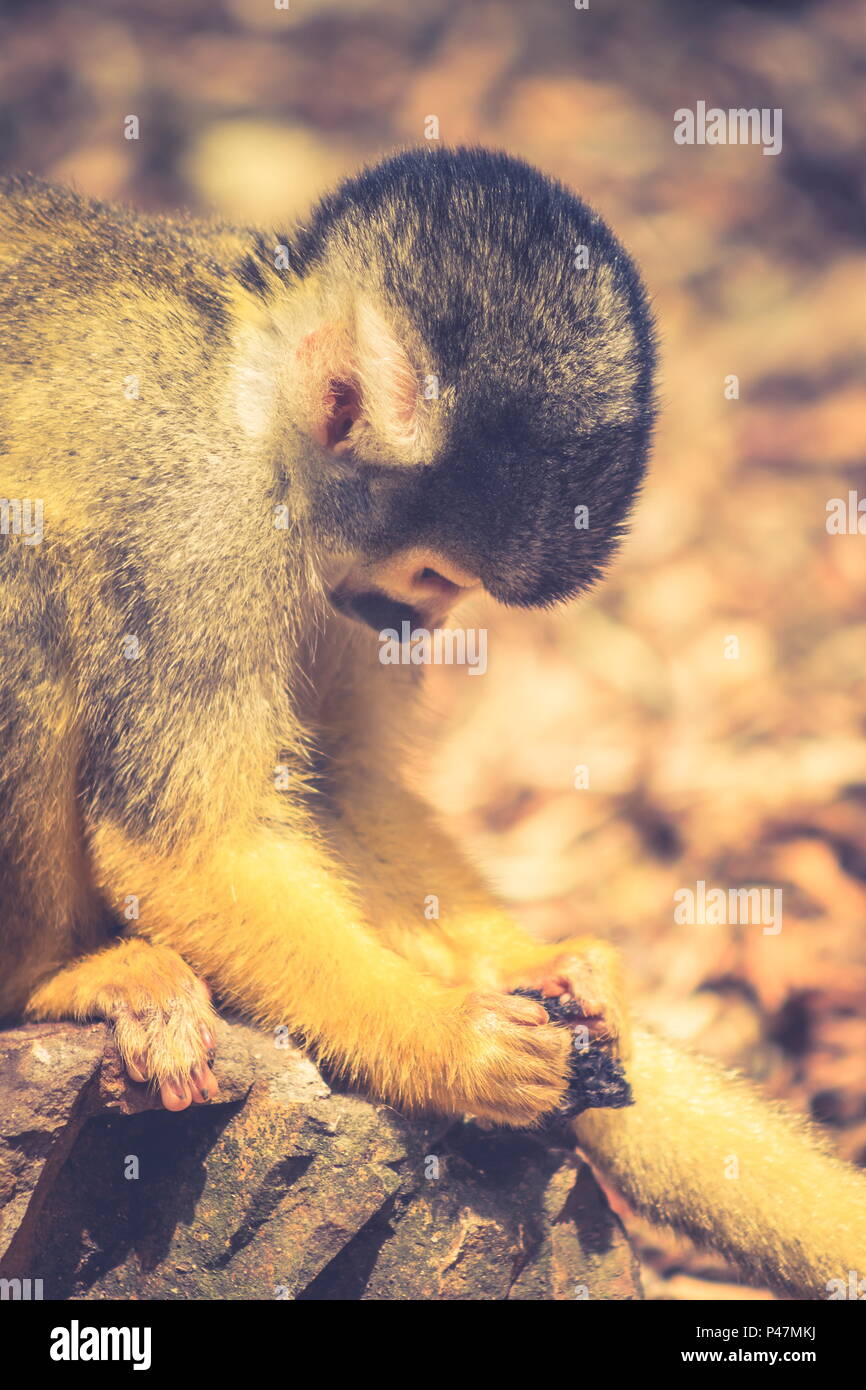 The black-capped squirrel monkey (Saimiri boliviensis) is a South ...