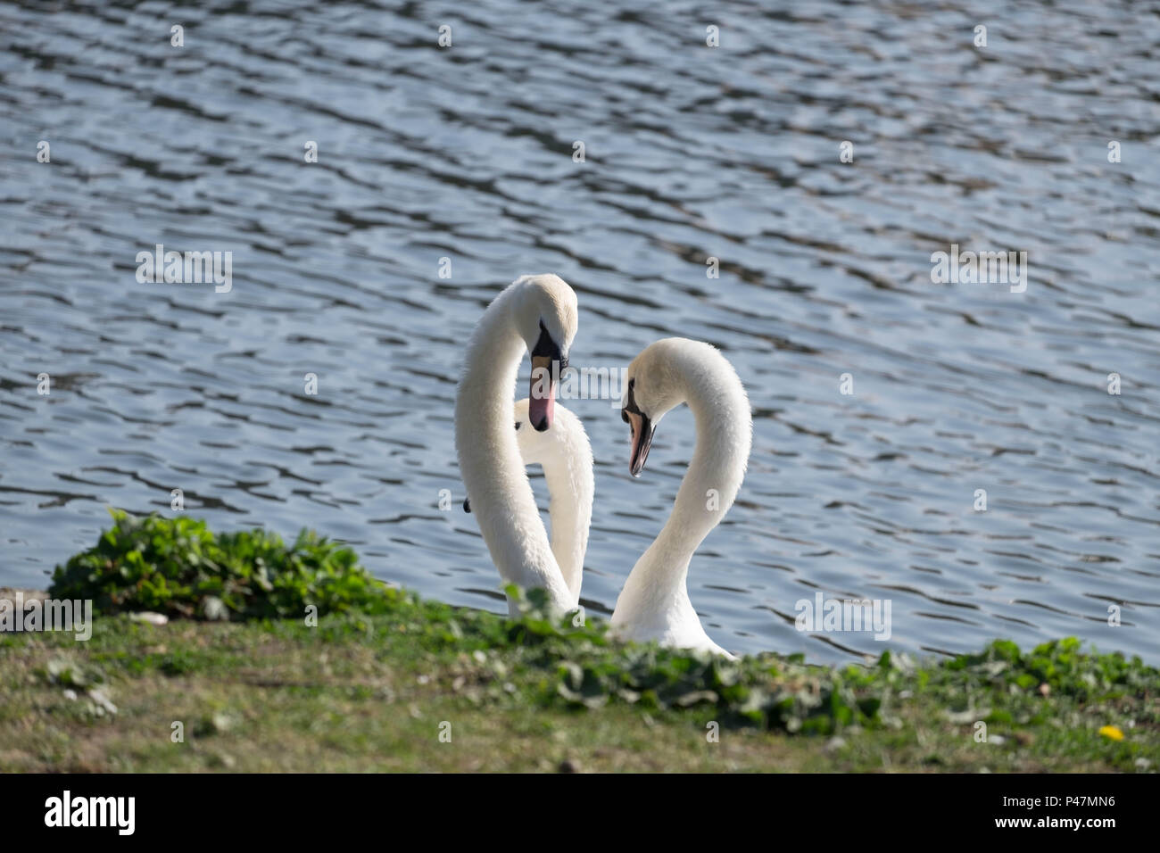 Swans, heart, thames hi-res stock photography and images - Alamy