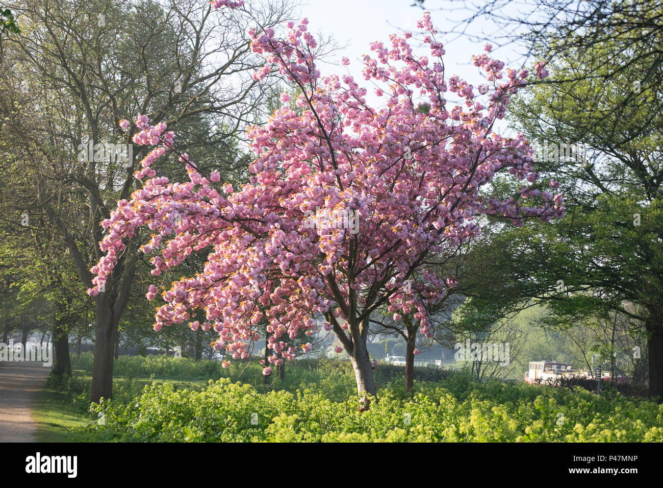 parklands late summer surrey england Stock Photo - Alamy