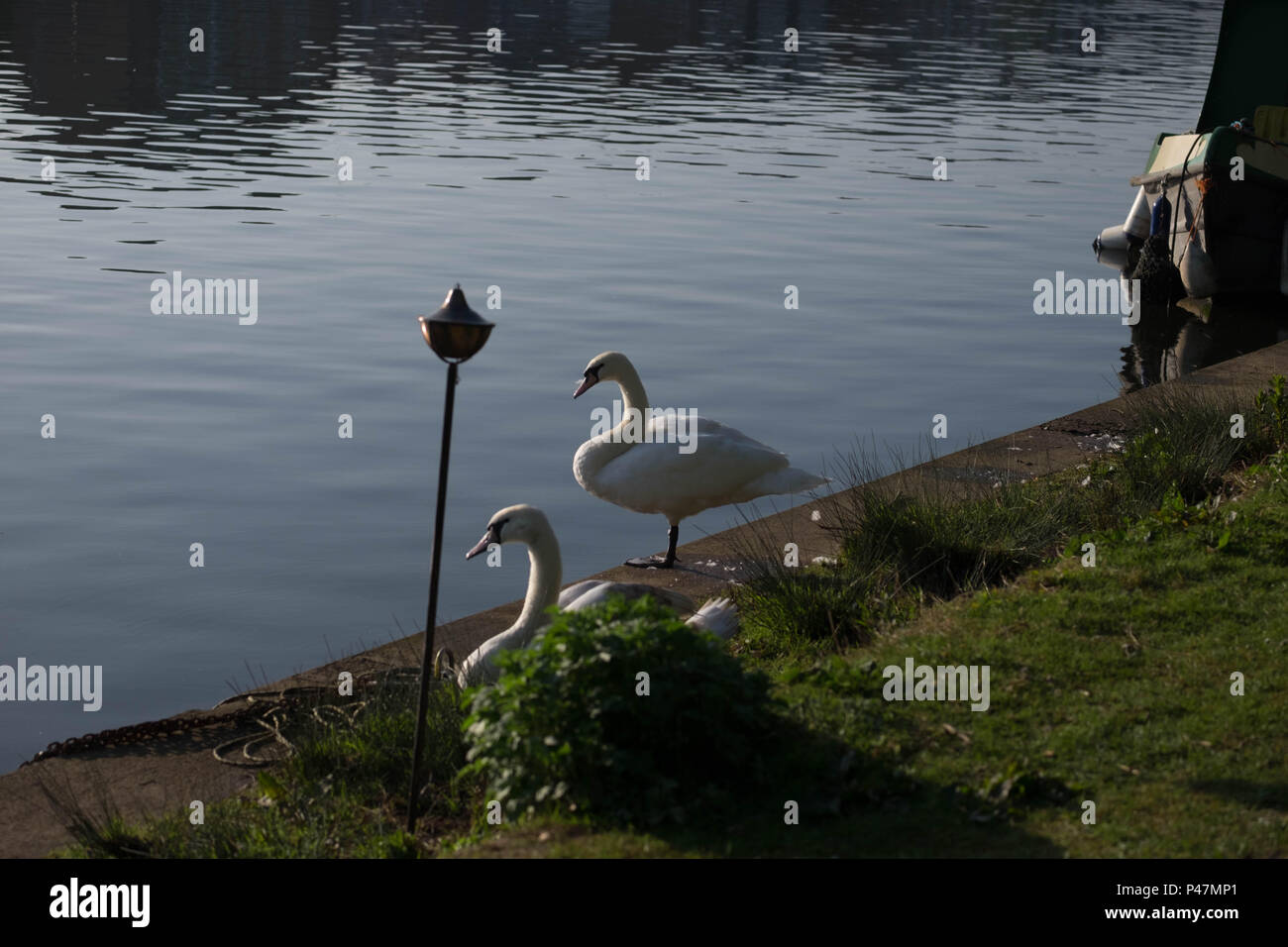 birds on the river thames Stock Photo - Alamy