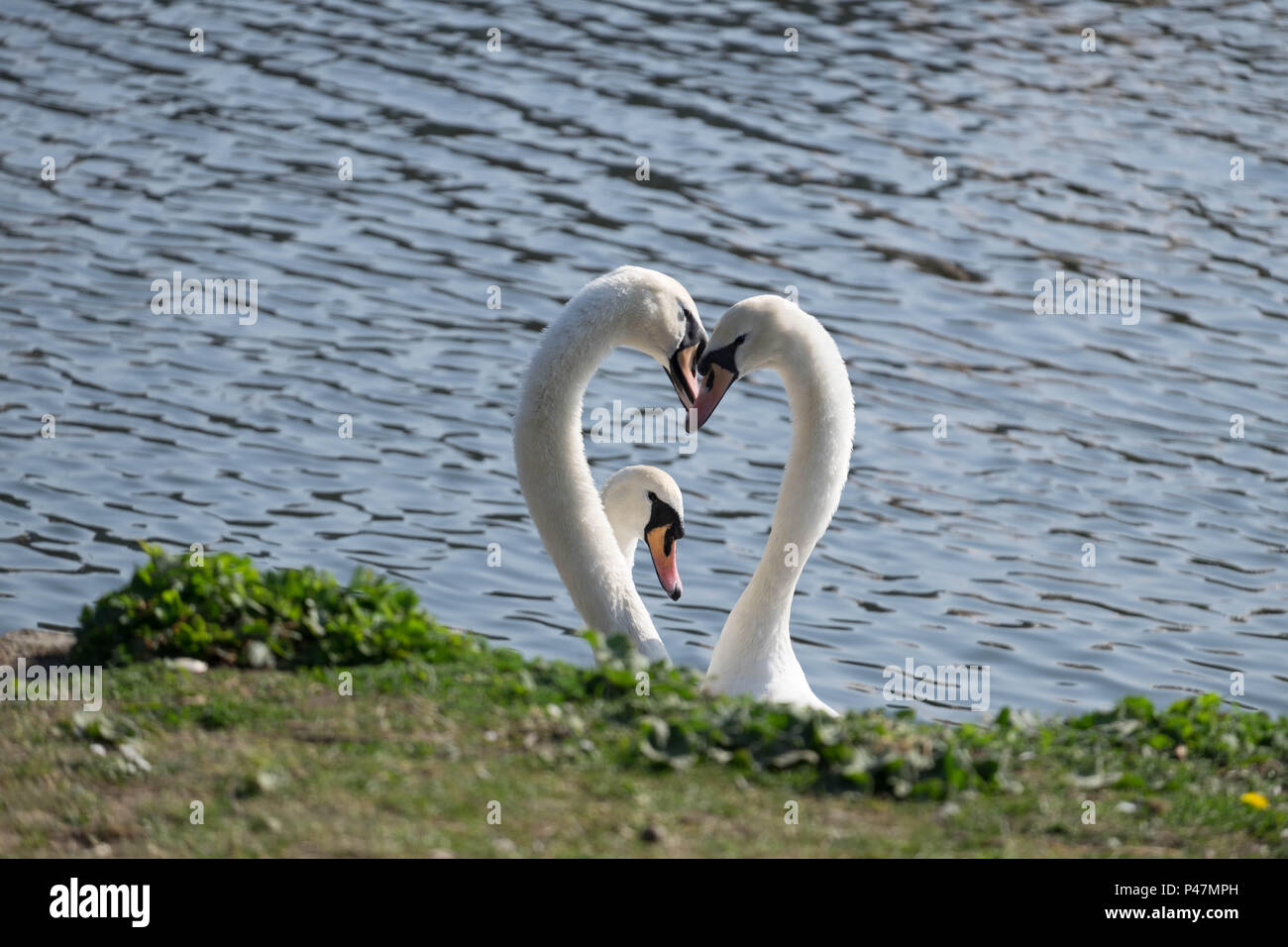 swans heart spring surrey Stock Photo - Alamy