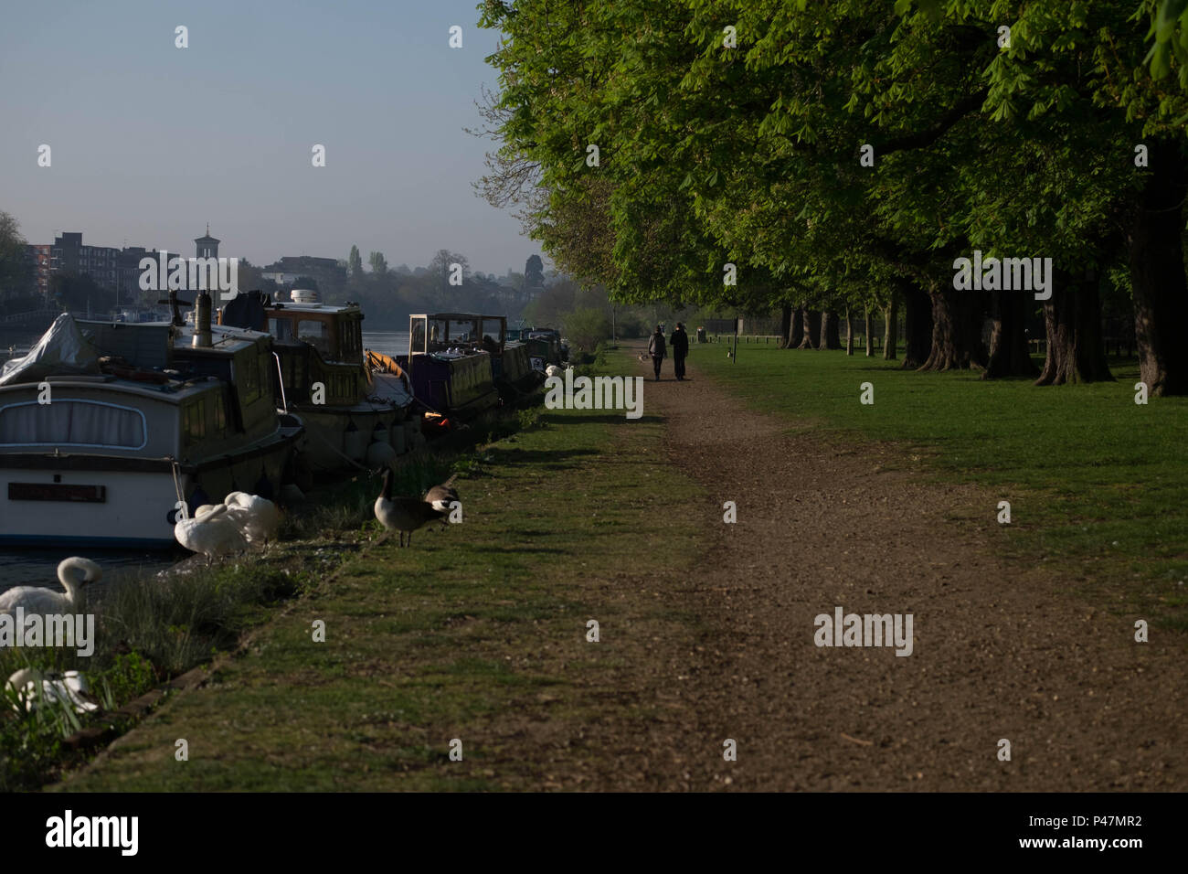 birds on the river thames Stock Photo - Alamy