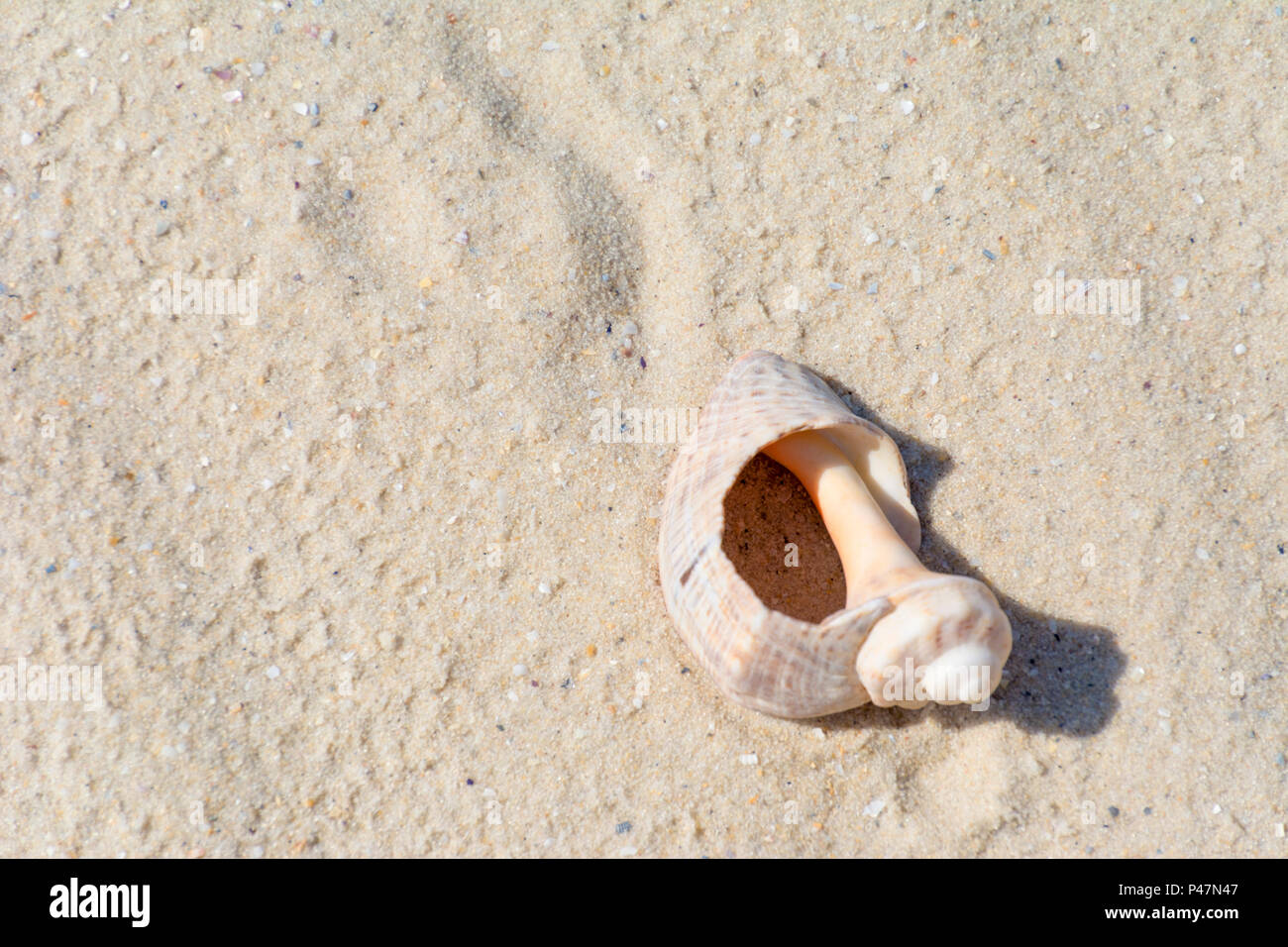 Large beautiful broken cracked antique old ocean seashell shell on the ...