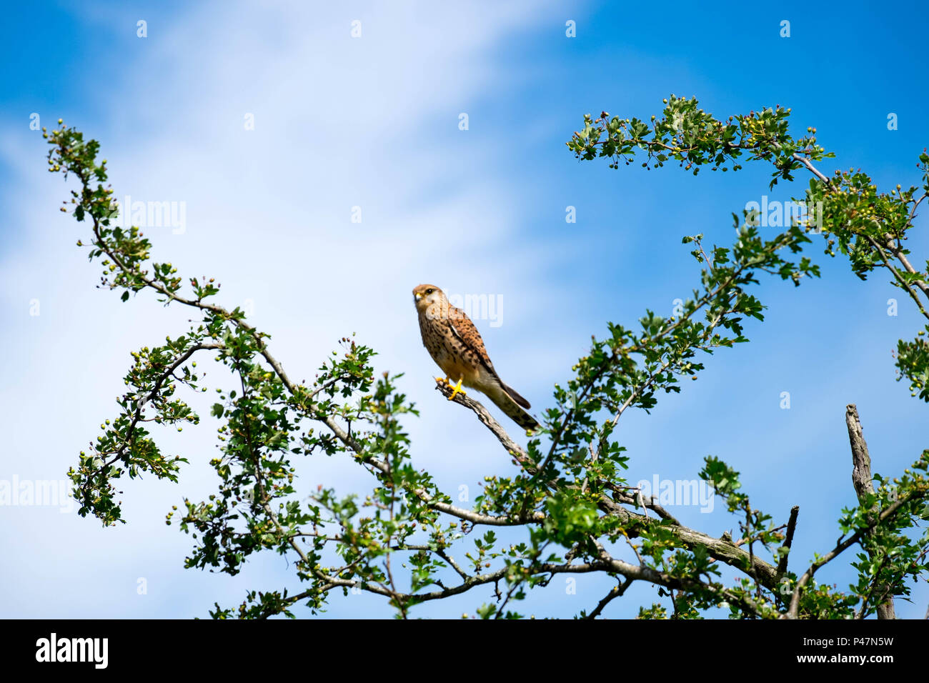 kestrel bird of prey surrey england Stock Photo - Alamy