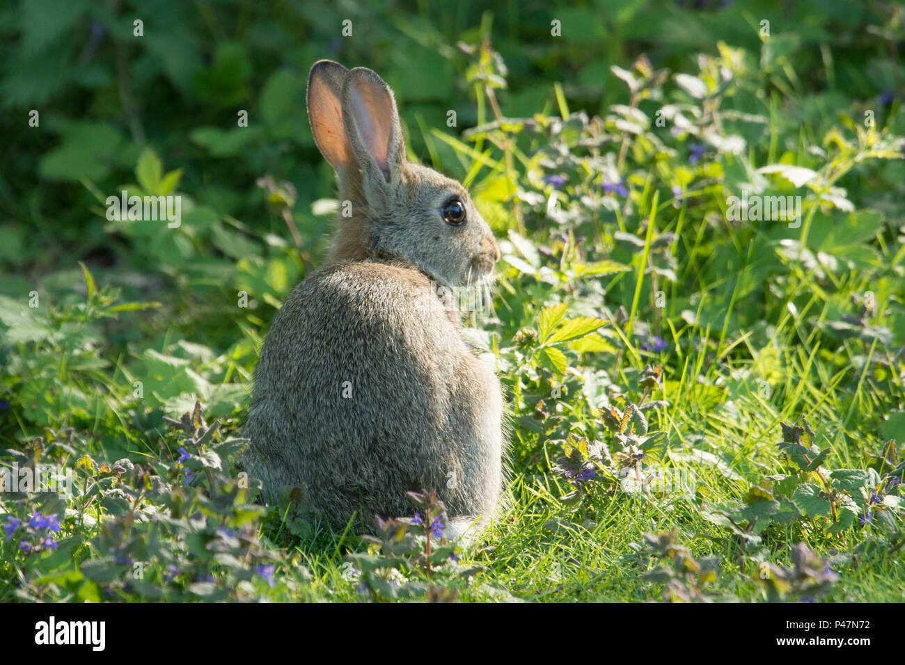 Weeds wild woodland young hi-res stock photography and images - Alamy