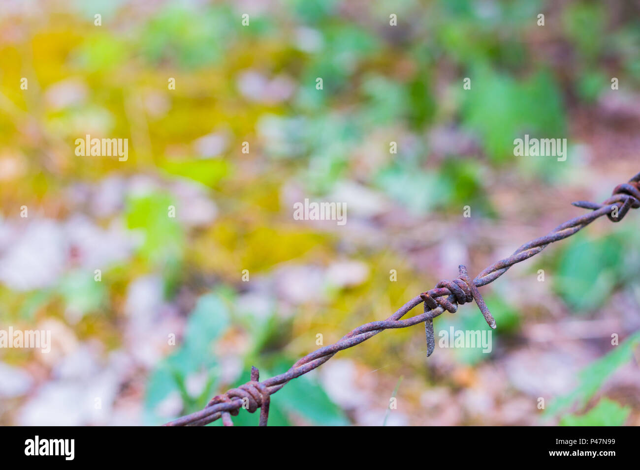 Barbed wire isolated on a blurry bright forest background Stock Photo ...