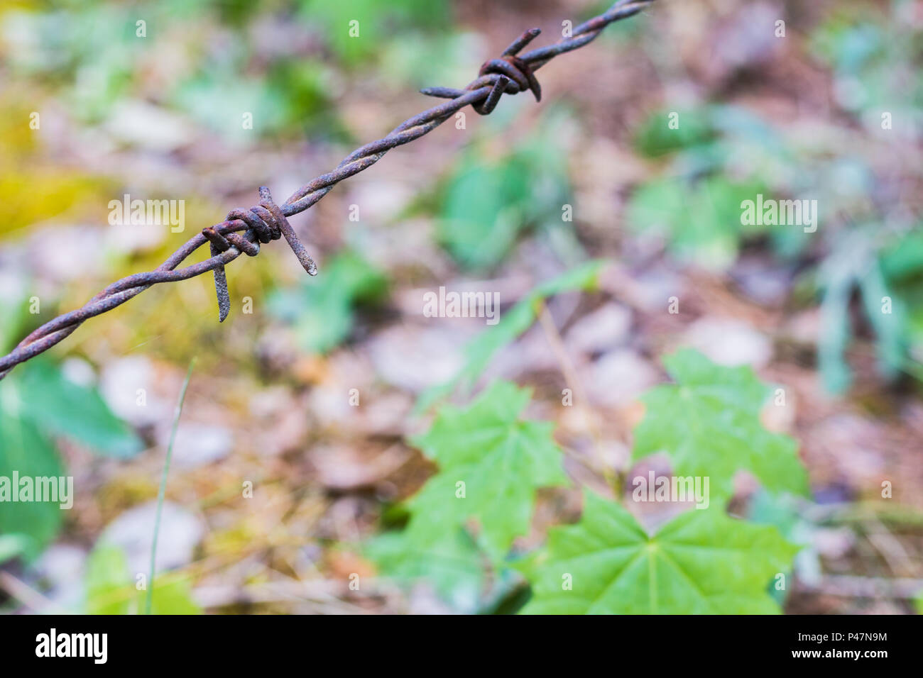 Barbed wire isolated on a blurry forest background with leaves Stock ...