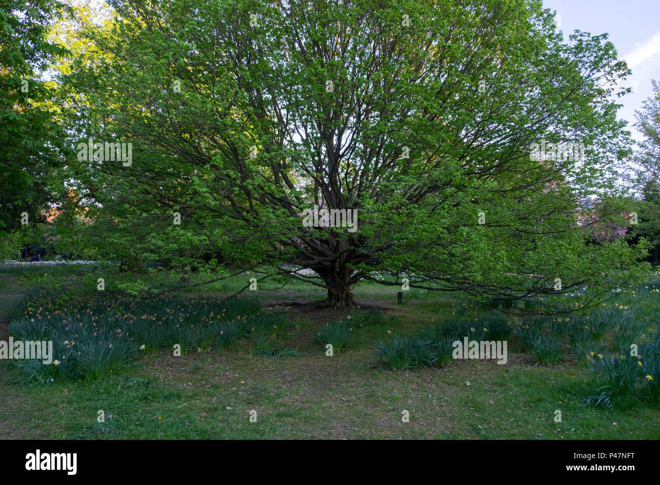 parklands late summer surrey england Stock Photo - Alamy