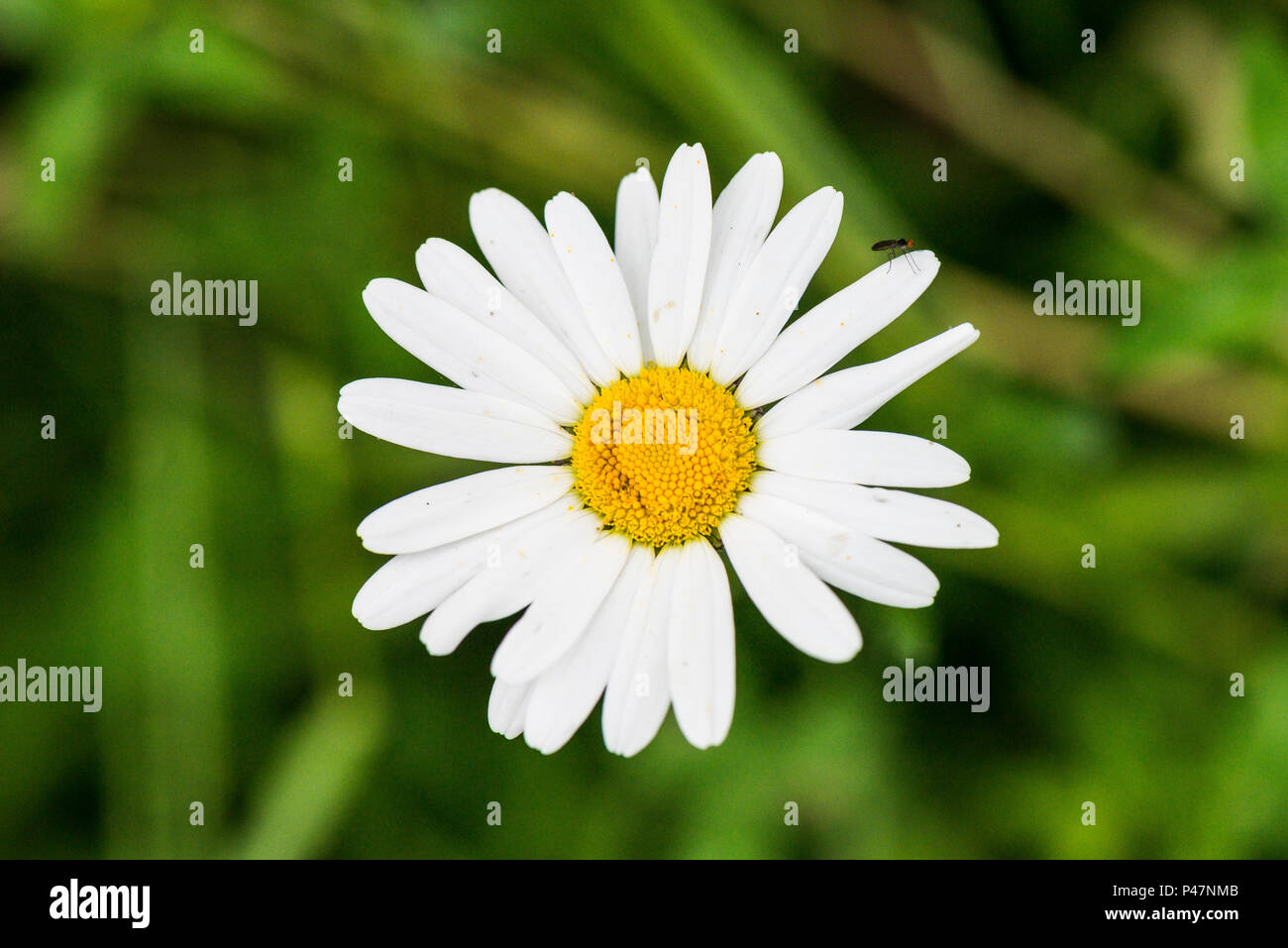 Bull daisy hi-res stock photography and images - Alamy