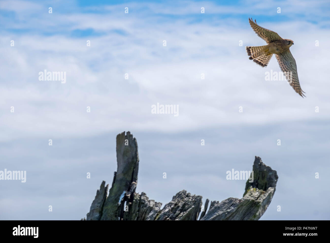 kestrel bird of prey surrey england Stock Photo - Alamy