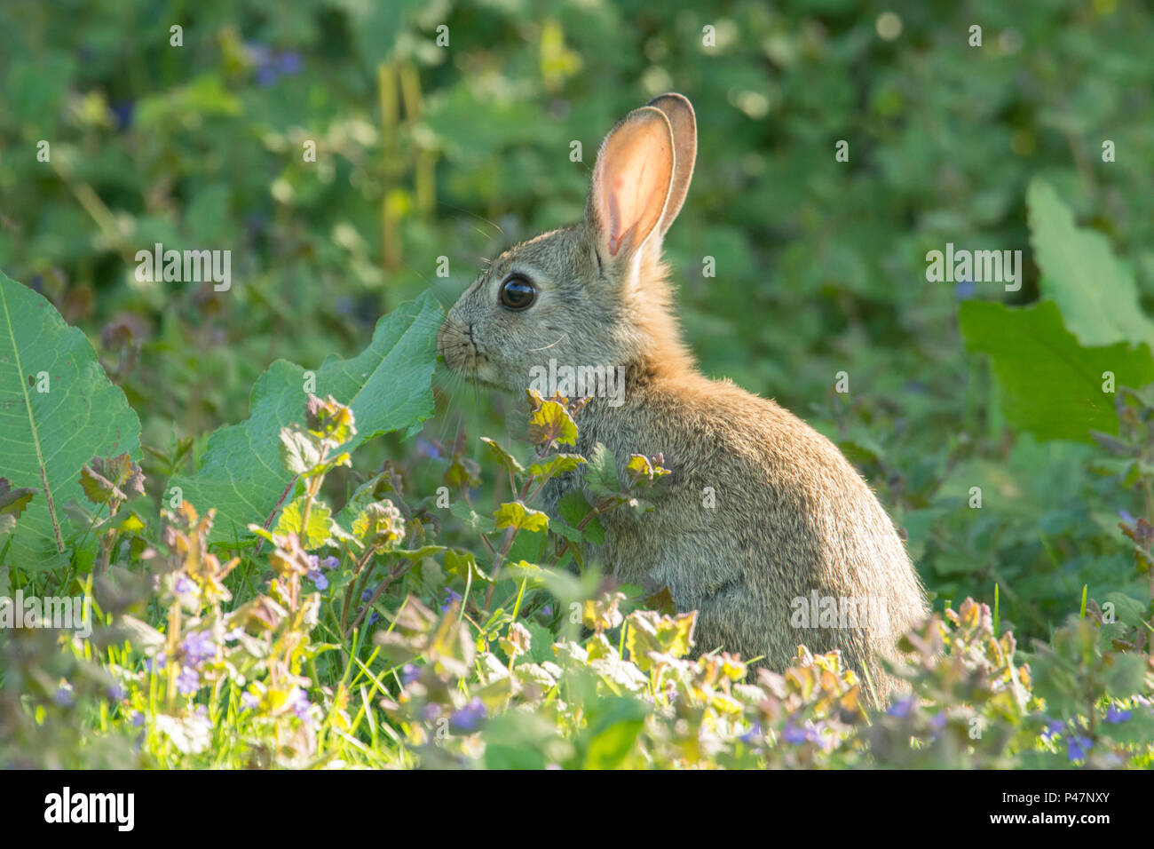 Weeds in the woodland hi-res stock photography and images - Alamy