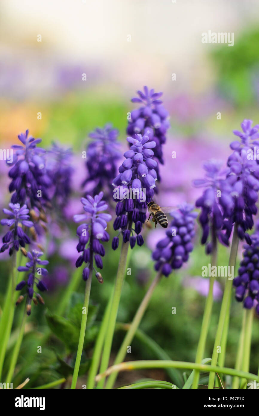 Bees life hi-res stock photography and images - Alamy