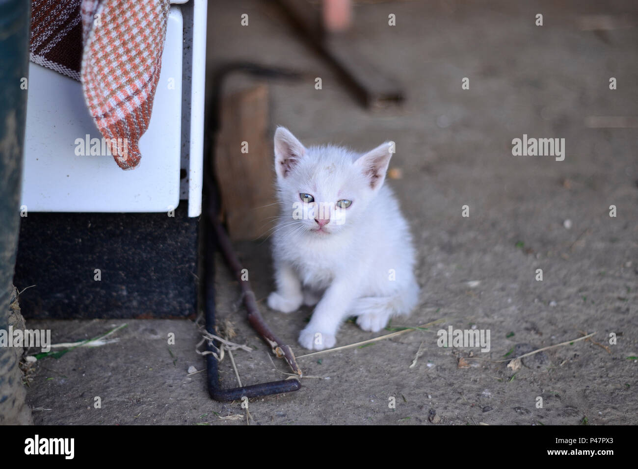 Sweet little kitty Stock Photo - Alamy