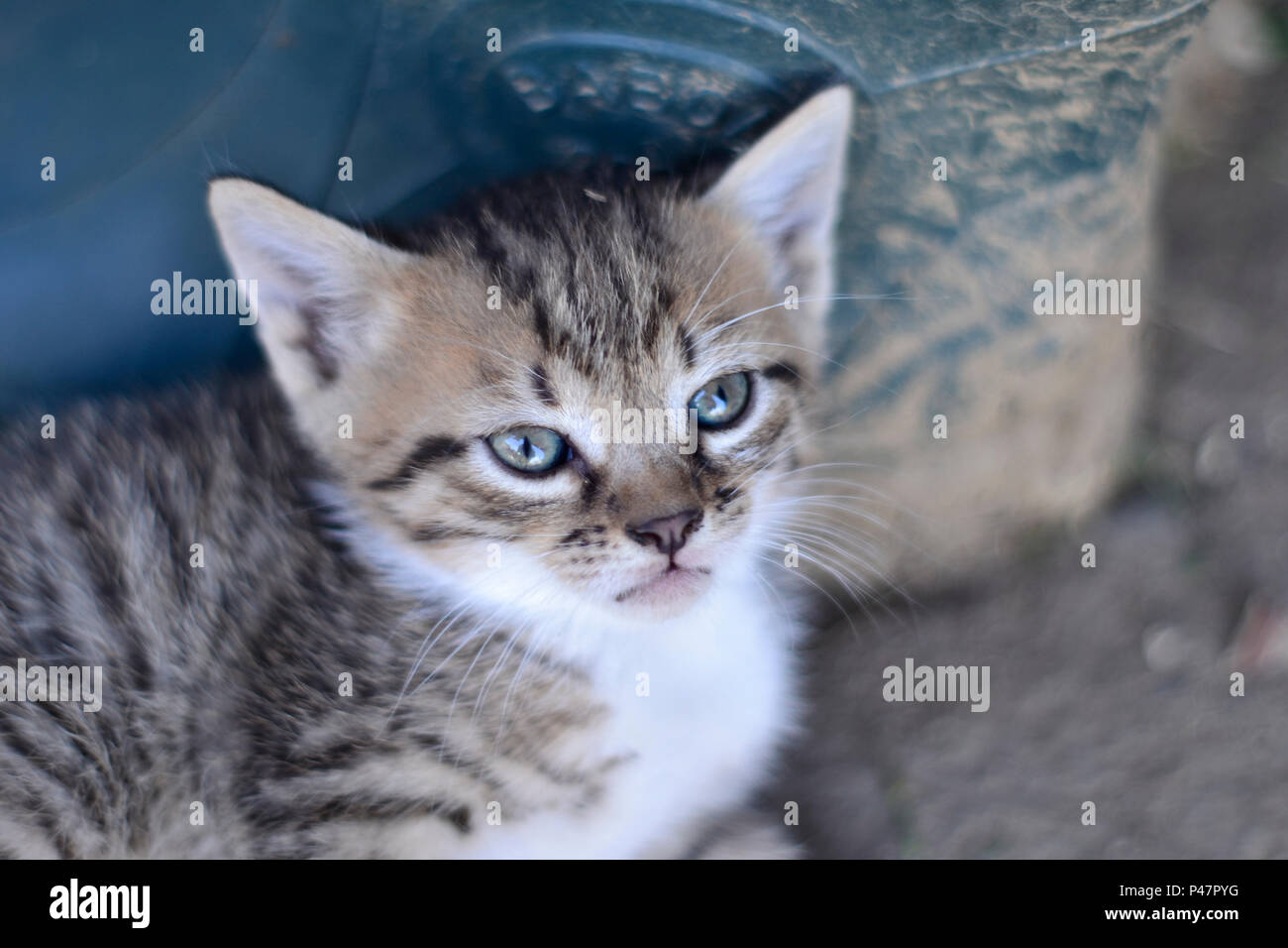 Sweet little kitty Stock Photo - Alamy