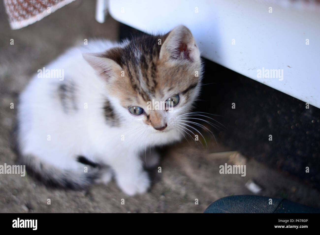 Sweet little kitty Stock Photo - Alamy