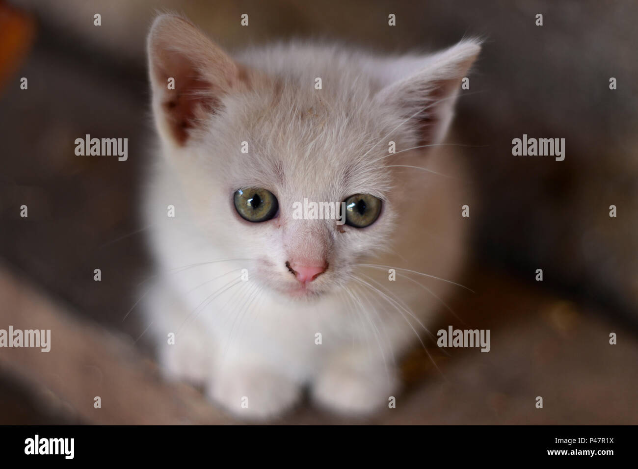 Little kitty hi-res stock photography and images - Alamy