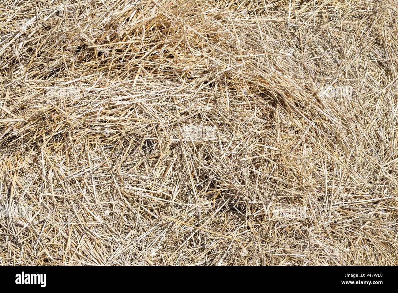 Close-up dry yellow hay texture. Natural straw background. Summer rural ...
