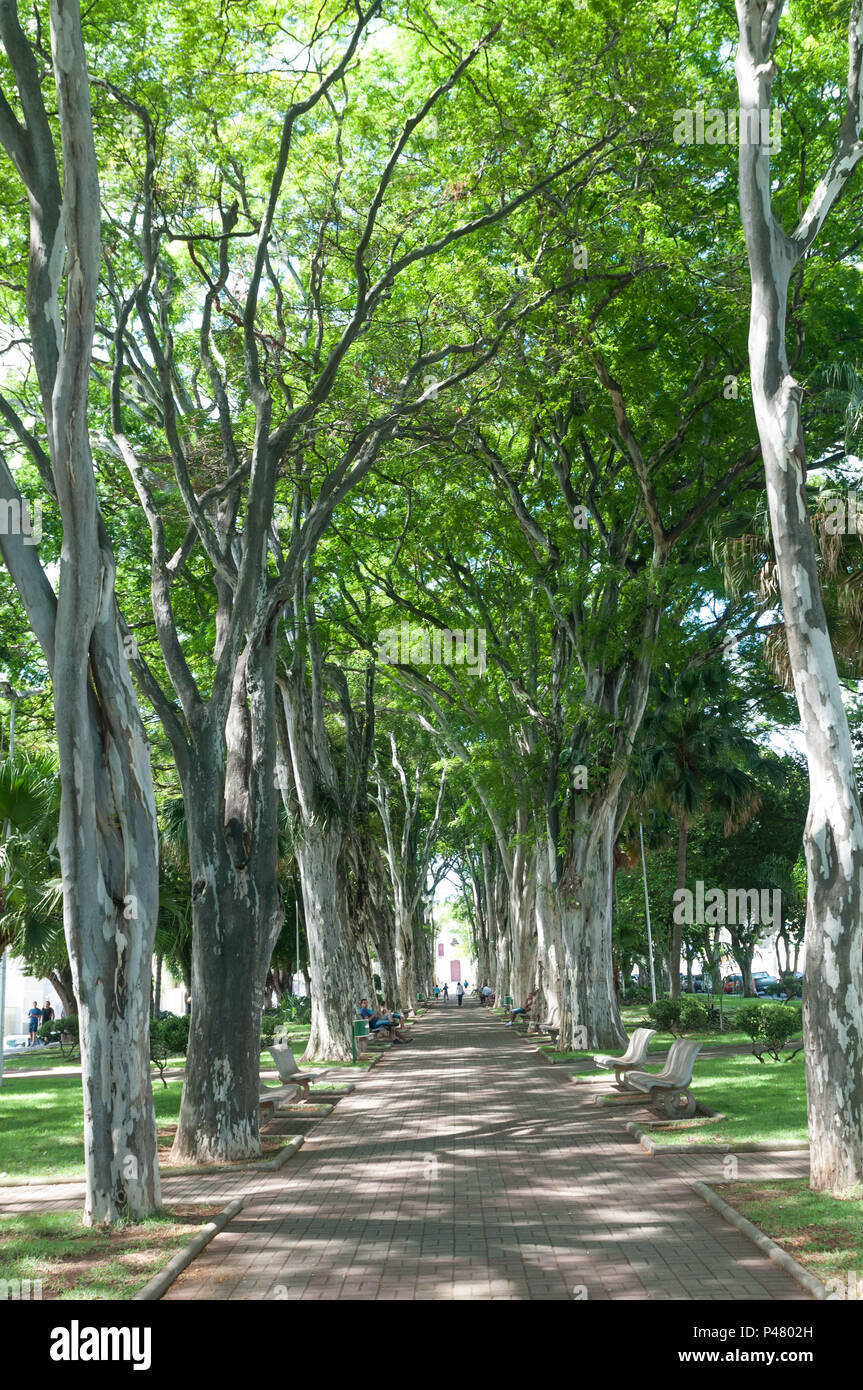 Studio panda fotografia hi-res stock photography and images - Alamy