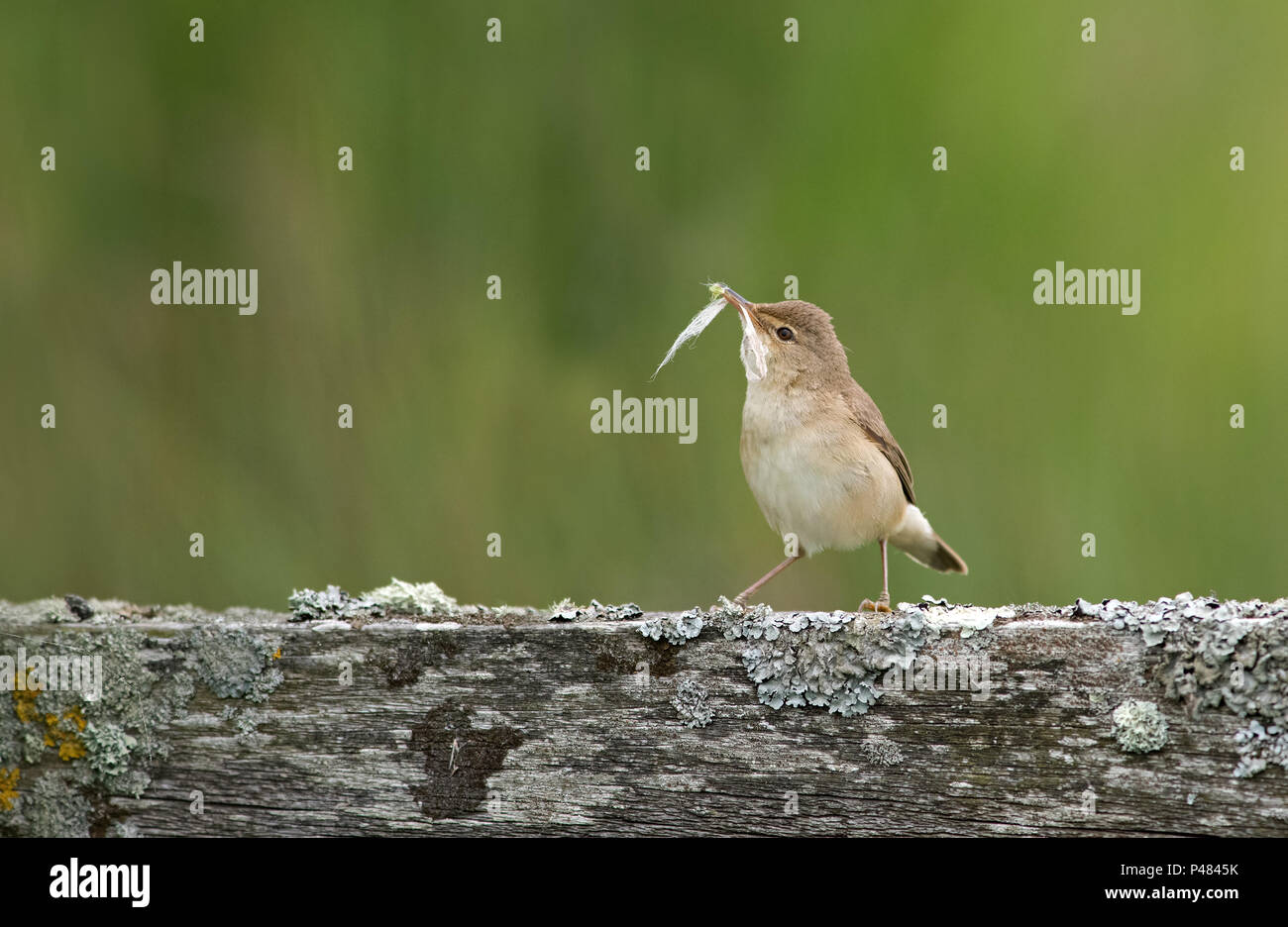 Reed Warbler-Acrocephalus scirpaceus collects material to reinforce ...