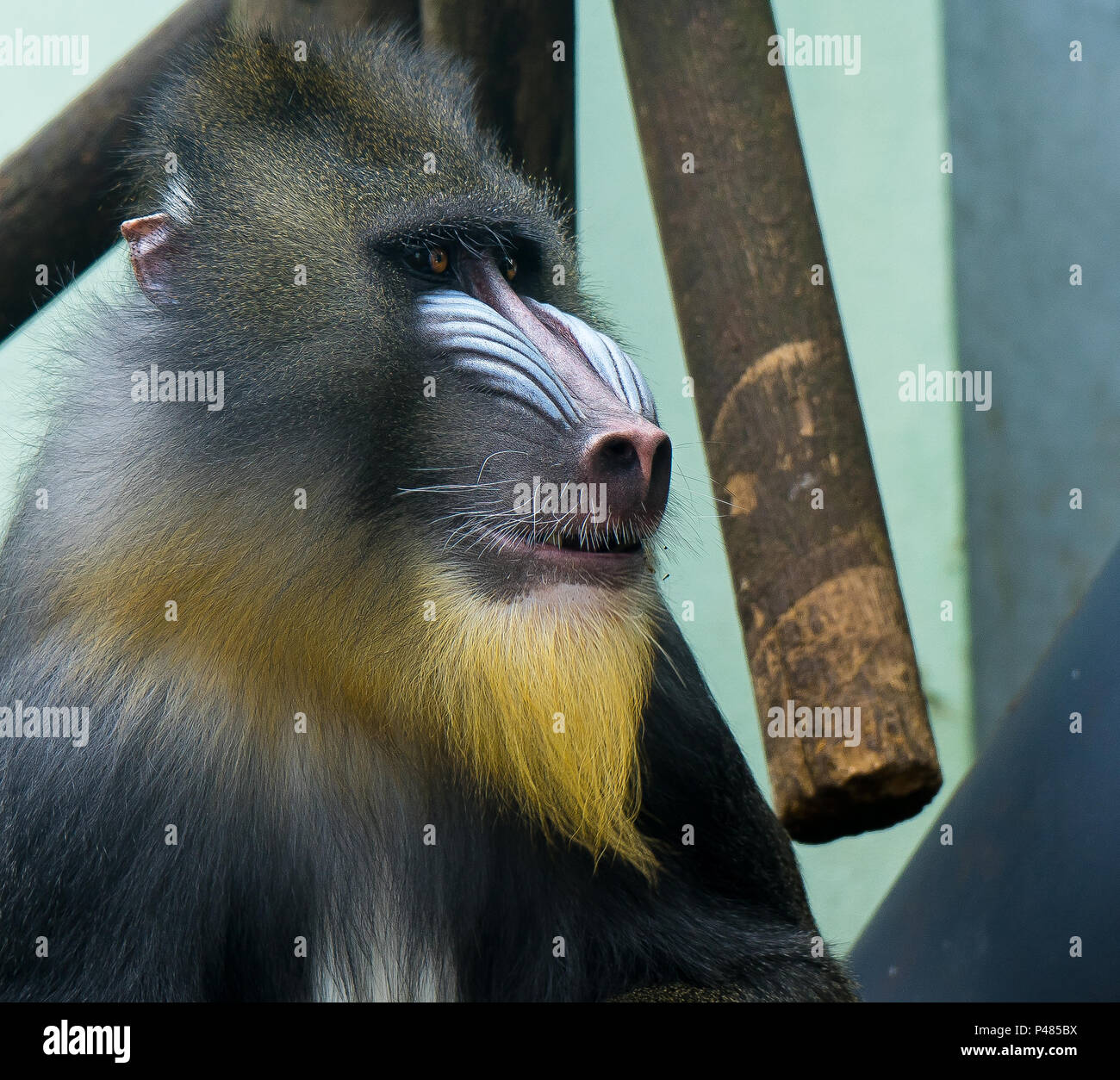 Ape animal hi-res stock photography and images - Alamy