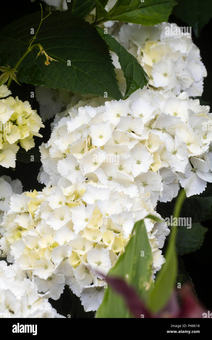 Sterile flowers of the repeat blooming mophead hydrangea shrub ...