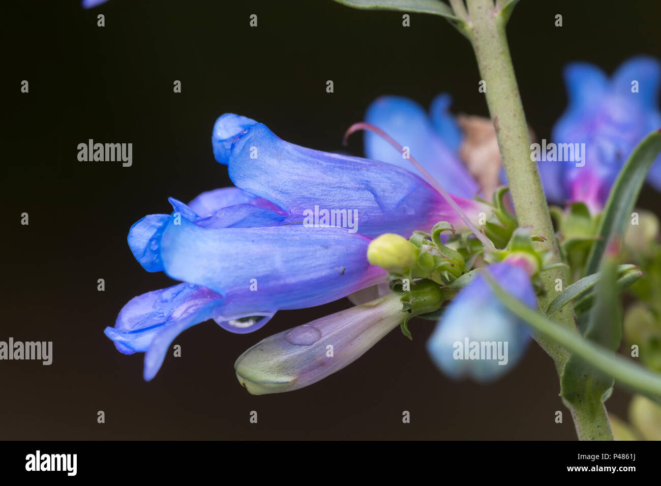 Good blue tubular flowers of the summer blooming foothill penstemon ...