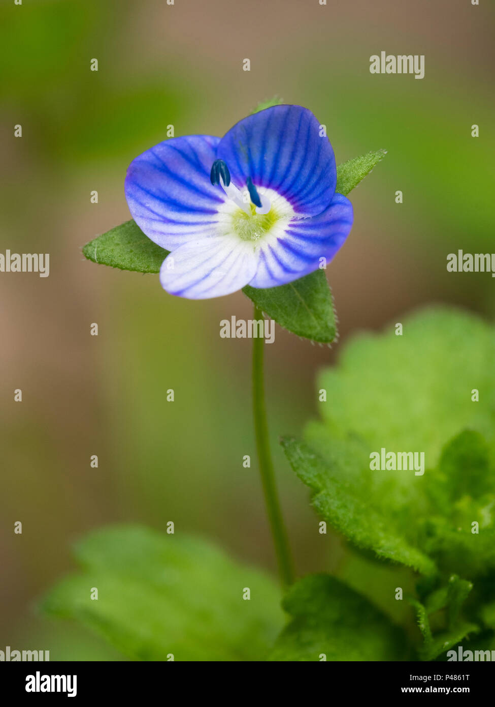 Flower of the common field speedwell, Veronica persica, a garden weed ...
