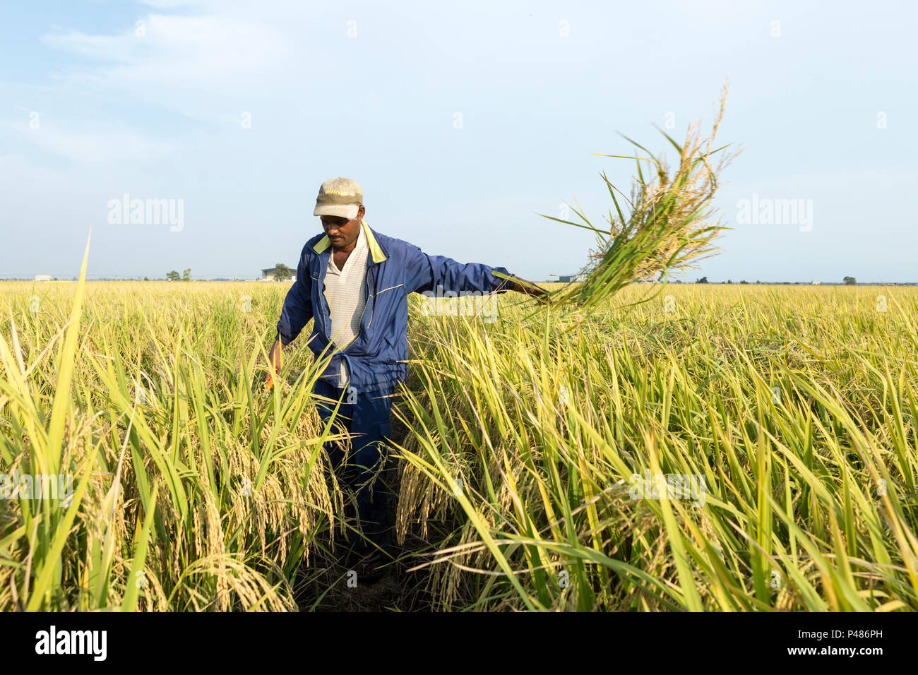 Migrant farm hand tossing clump grass as he clears path between rice ...