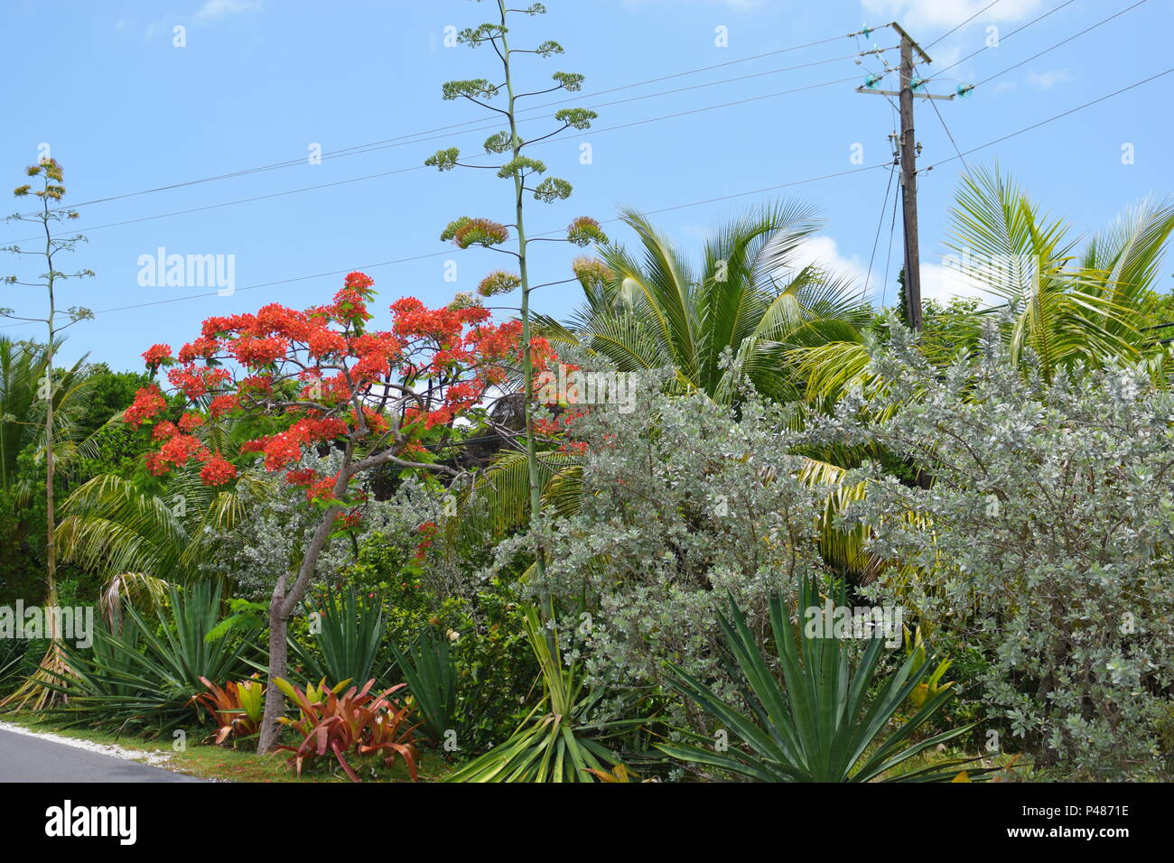The orchid bahamas hi-res stock photography and images - Alamy