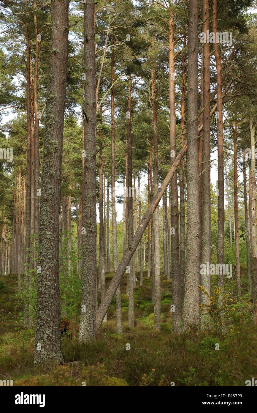Scottish pine forest hi-res stock photography and images - Alamy