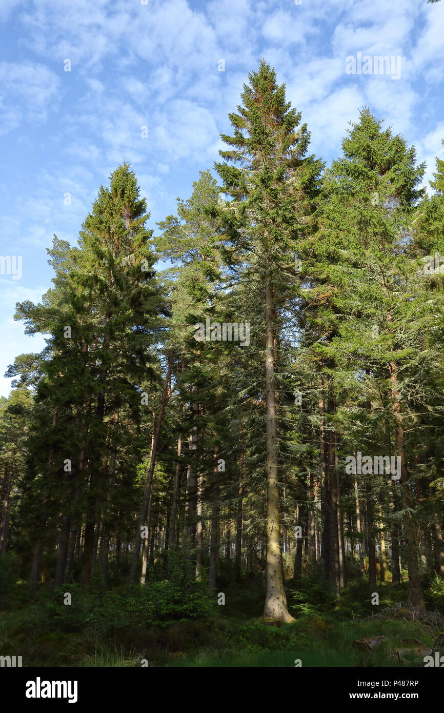 Scottish pine forest hi-res stock photography and images - Alamy