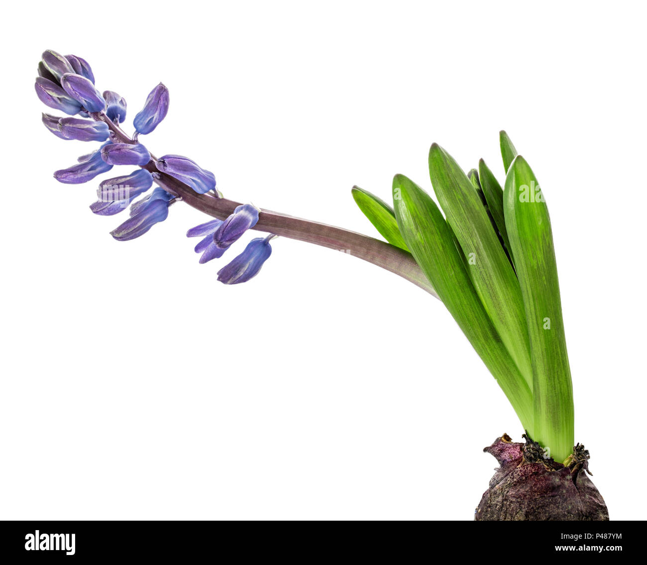Fresh hyacinth isolated on white background Stock Photo - Alamy