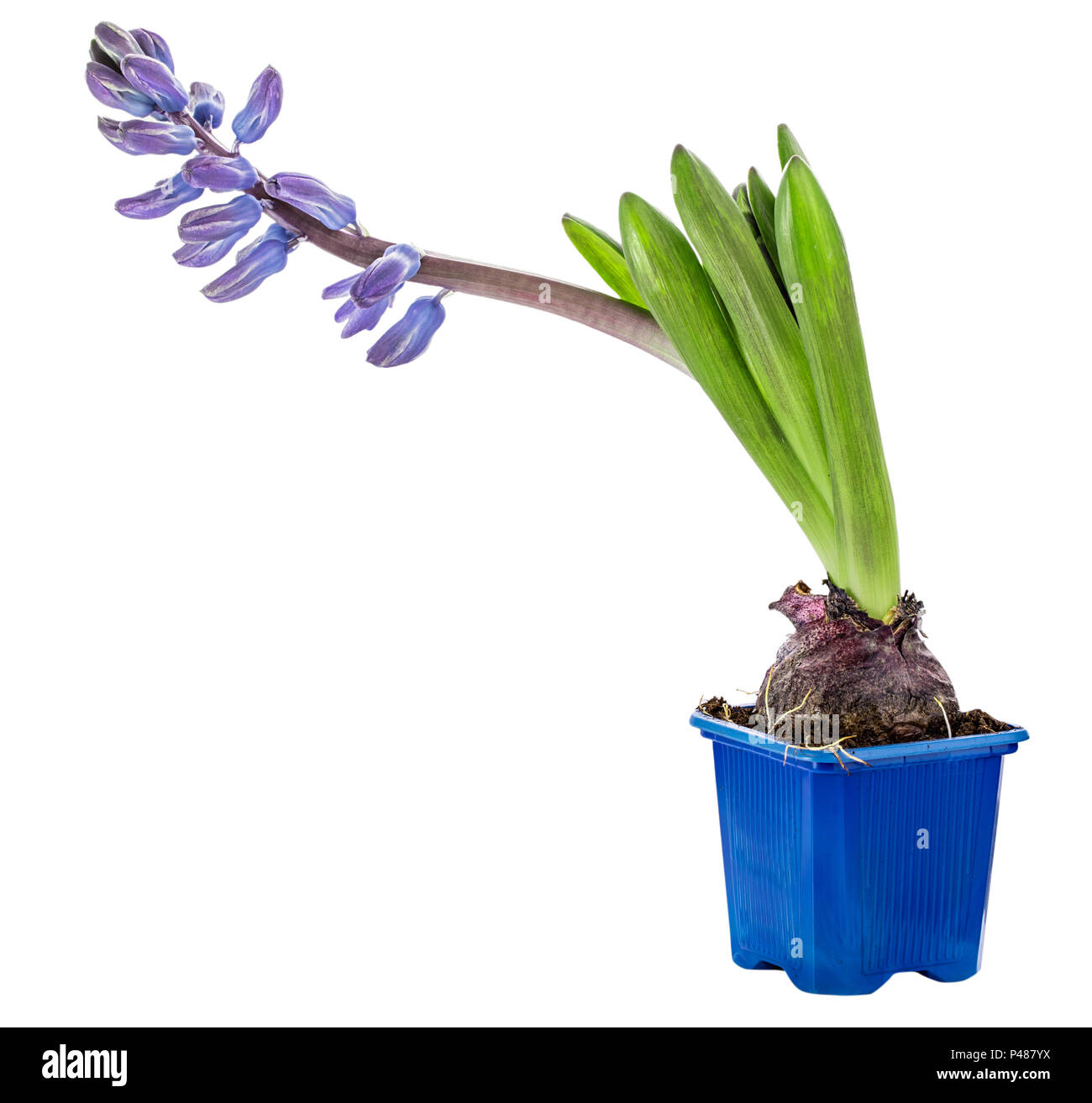 Fresh hyacinth isolated on white background Stock Photo - Alamy