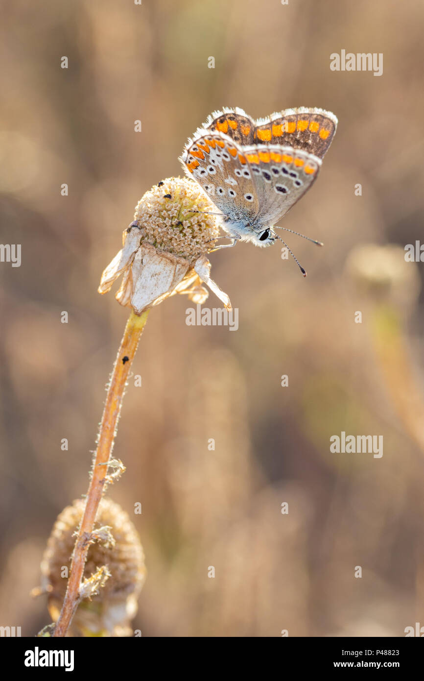 Butterfly photographed in their natural environment Stock Photo - Alamy