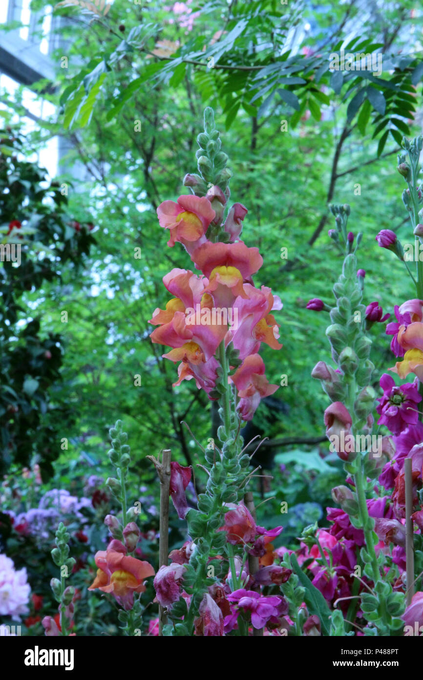 A pink, orange and yellow Snapdragon growing among Mountain Garland in ...