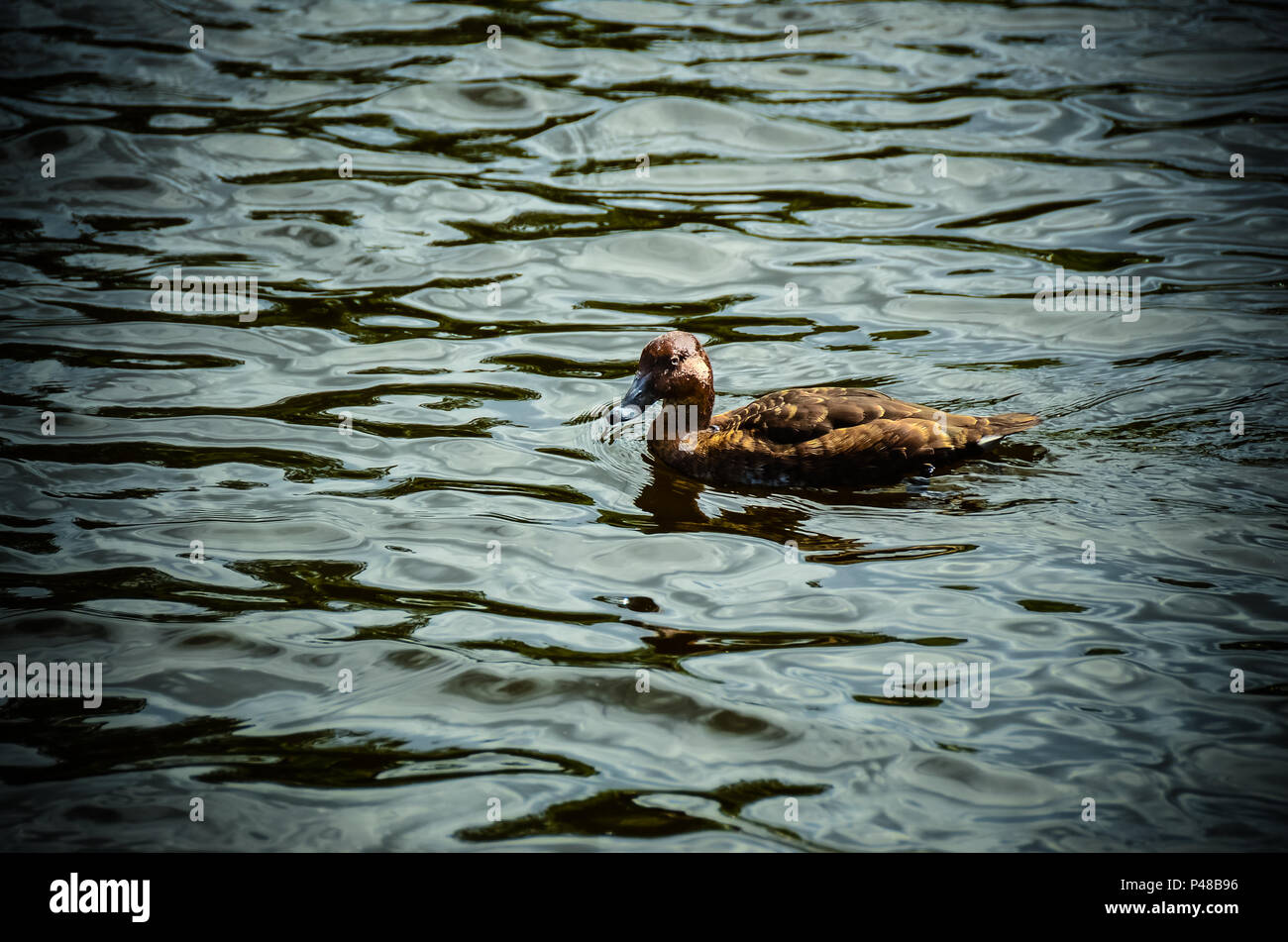 Hardhead hi-res stock photography and images - Alamy