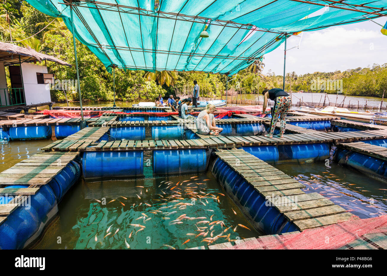 Fish farm for nibbling feet on the banks of the Madu River, Madu Ganga ...