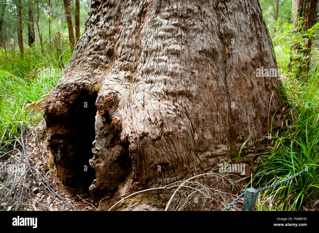 Tingle Tree High Resolution Stock Photography and Images - Alamy